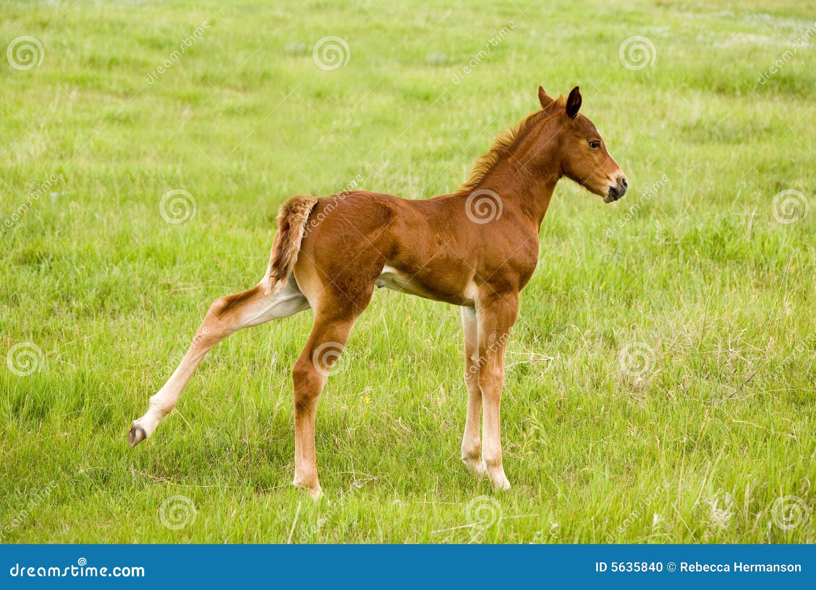 Quarter horse foal stock photo. Image of colt, green, baby - 5635840