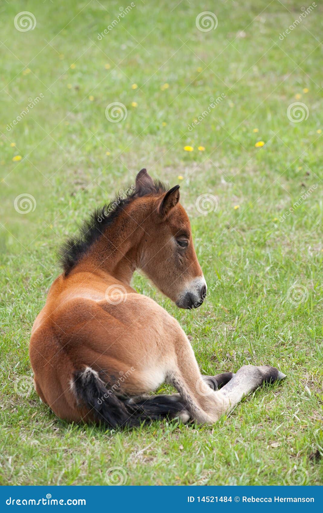 Quarter Horse Foal Laying Down Stock Photo - Image of napping, equine ...