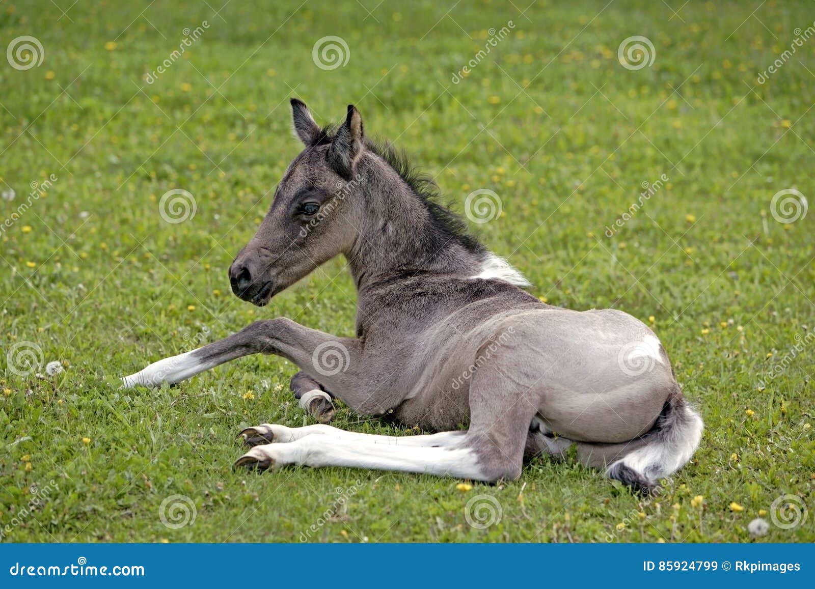 Quarter Horse Foal resting stock image. Image of zoology - 85924799