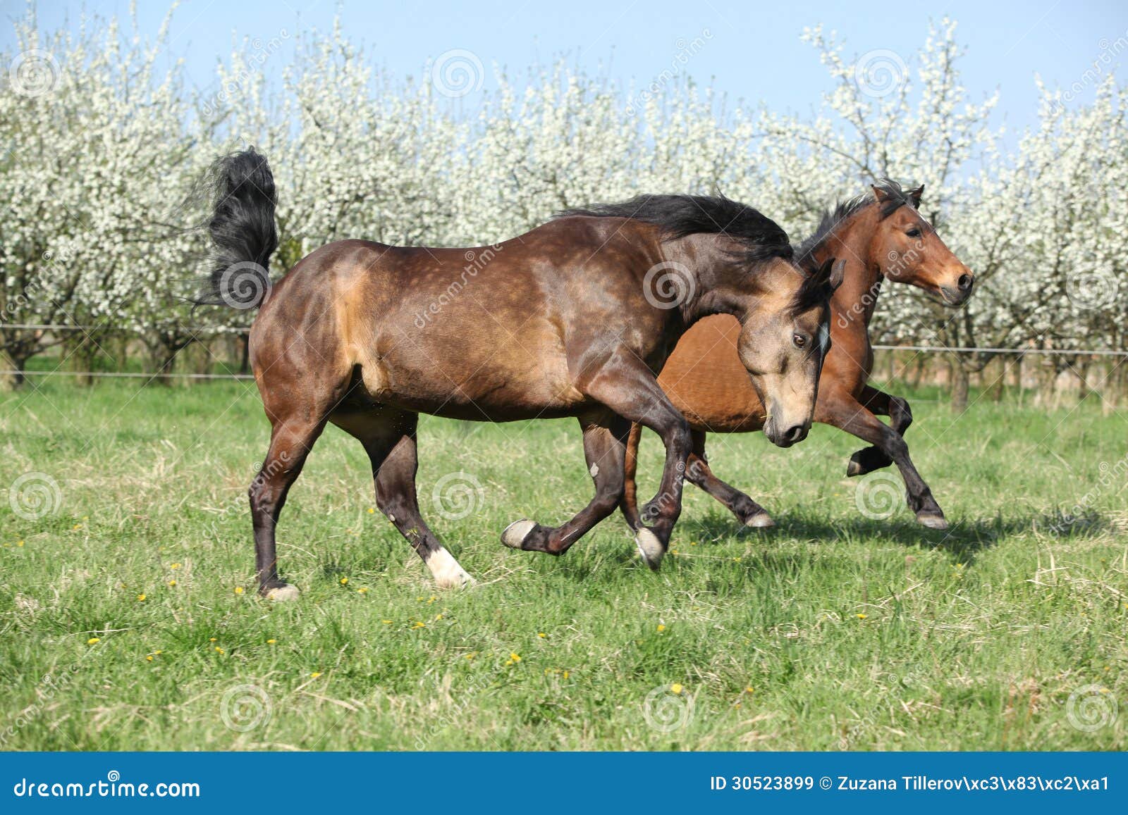 Quarter Horse and Hutsul Running in Front of Flowering Trees Stock ...