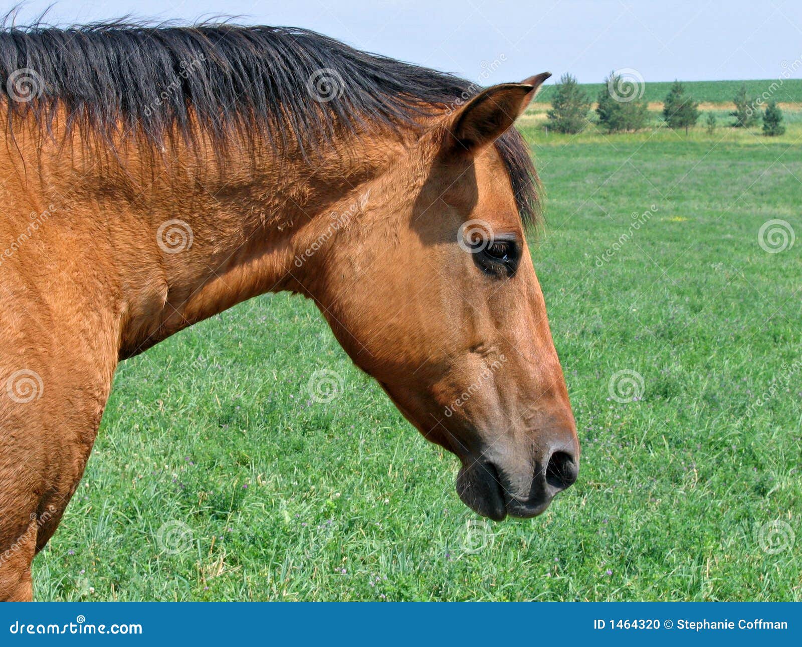 Quarter horse mare stock photo. Image of grass, filly - 1464320