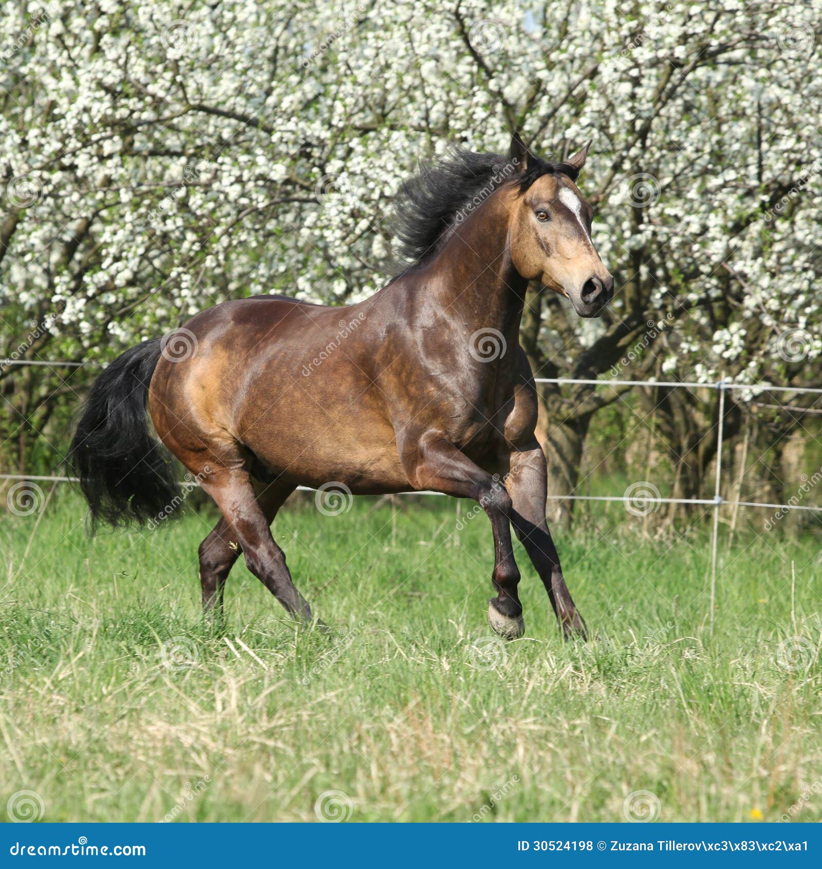 Quarter Horse Running in Front of Flowering Trees Stock Photo - Image ...
