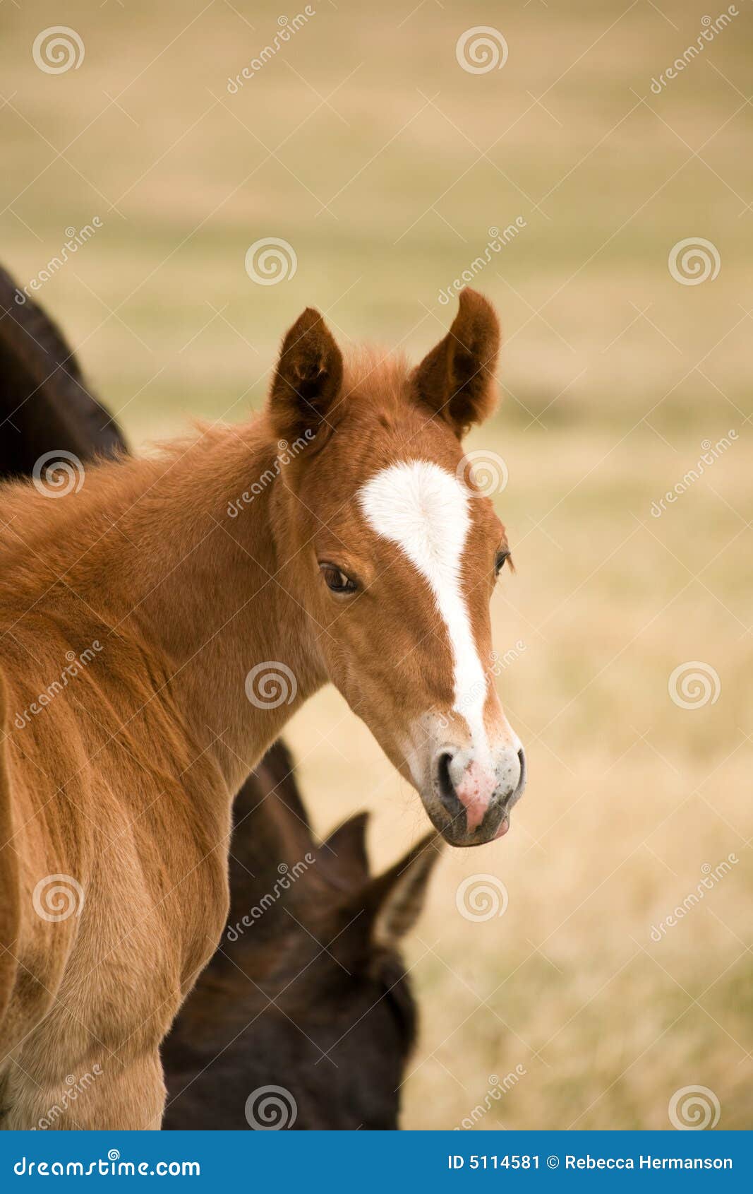 Quarter horse sorrel foal stock image. Image of foal, cute - 5114581