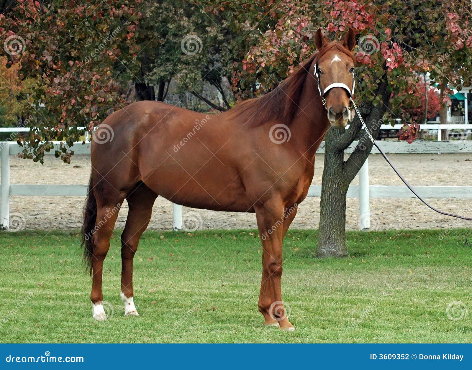 Quarter horse stallion stock photo. Image of arena, stallion - 3609352