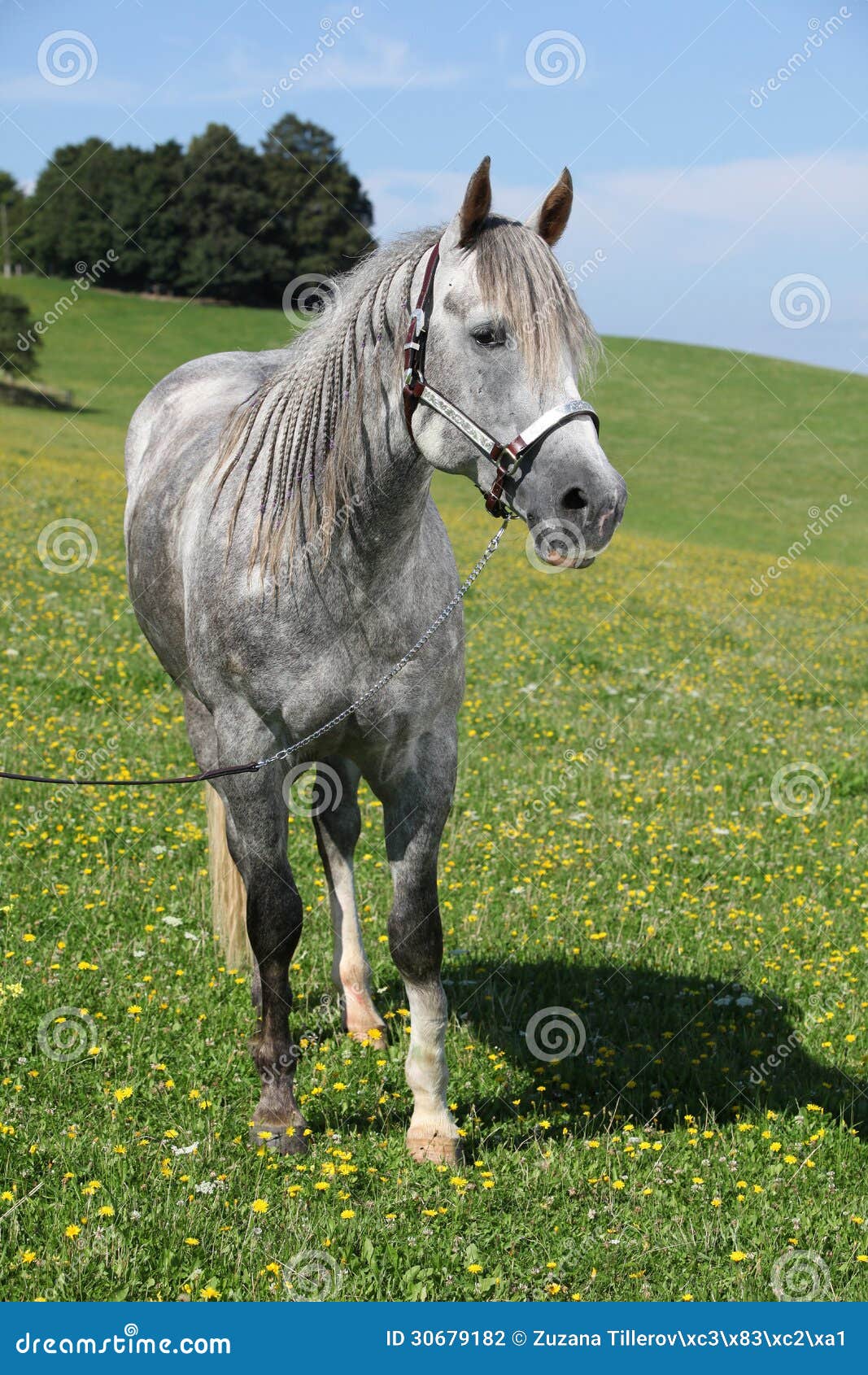 Quarter Horse Stallion Standing in Front of Beautiful Scenery Stock ...
