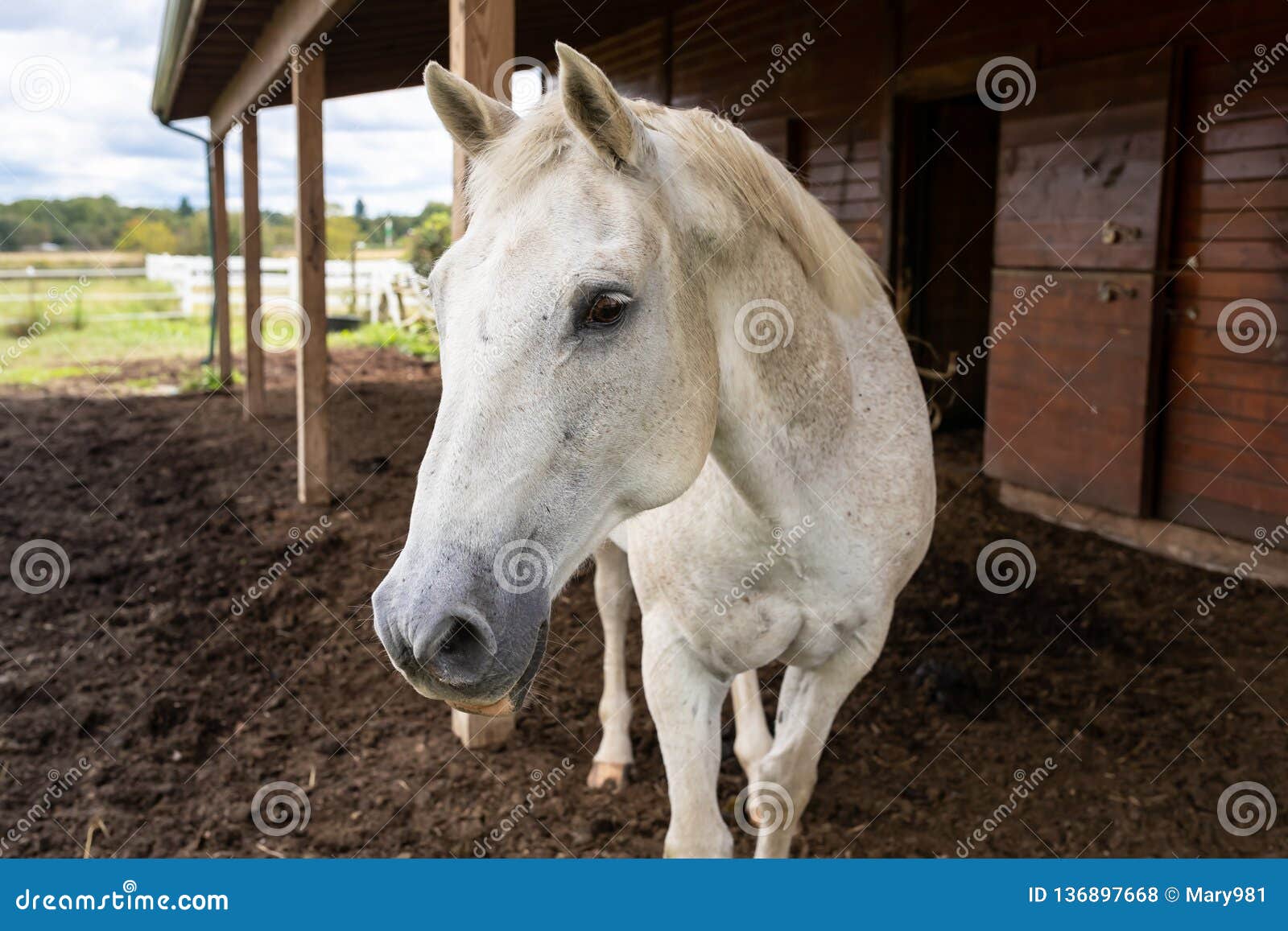 Quarter Horse White with Dapple Stock Photo - Image of gentle, summer ...