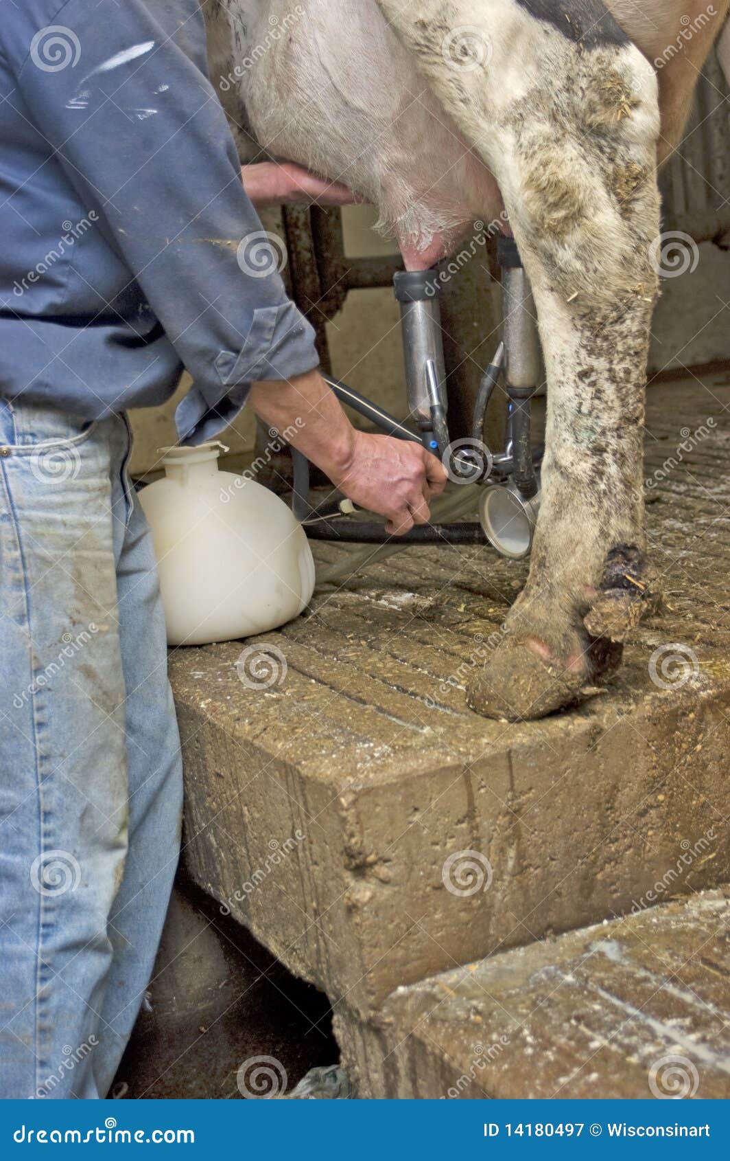 Quarter Milking Bottle, Cow Infected with Mastitis Stock Image - Image ...