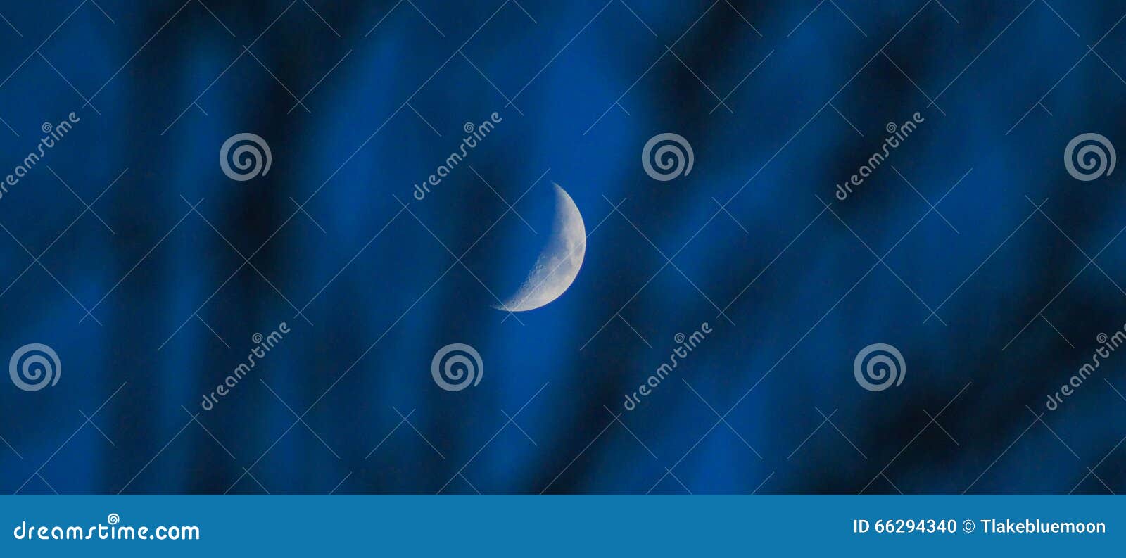 Quarter Moon through trees stock photo. Image of planetarium - 66294340