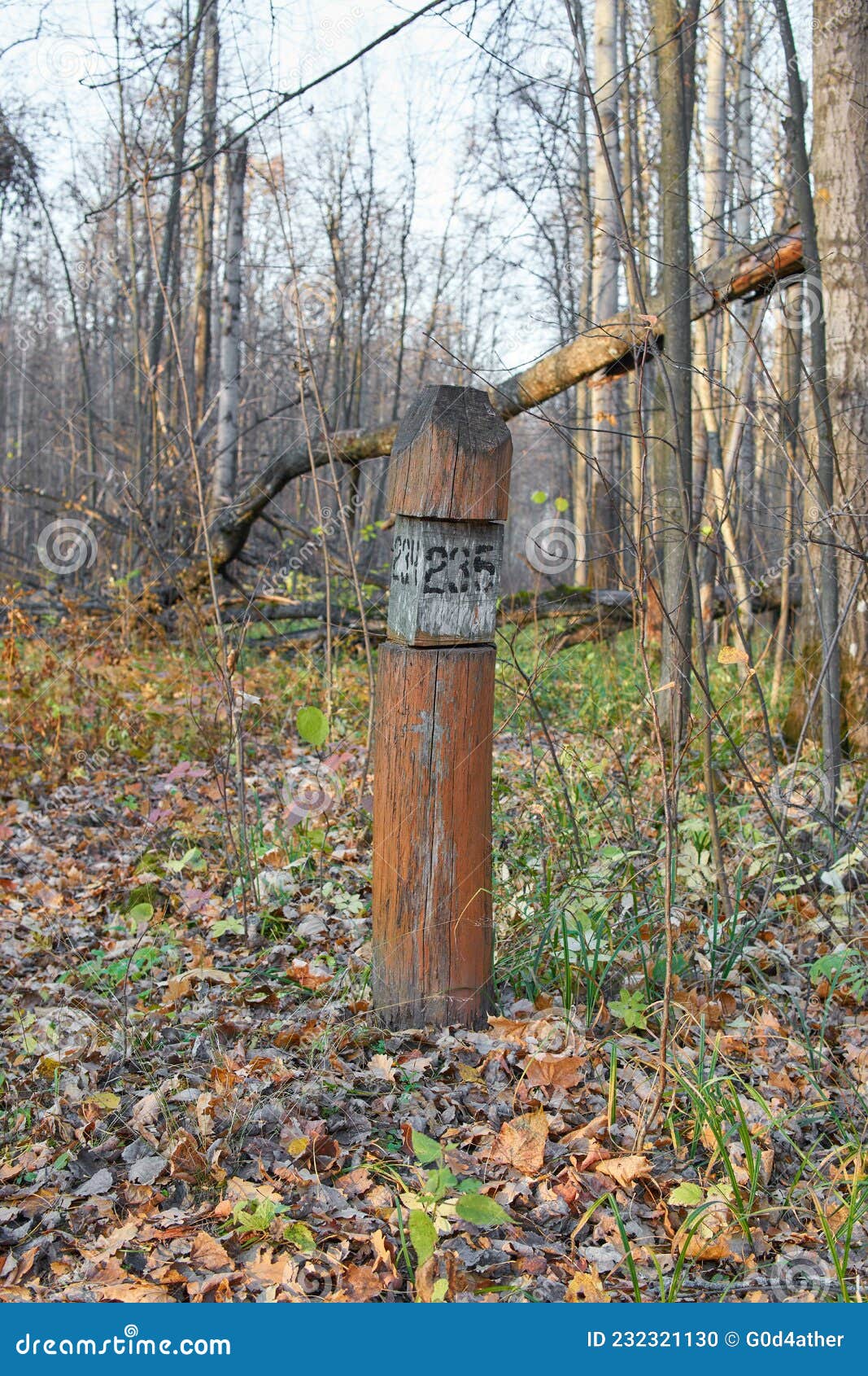 Quarter pillar stock photo. Image of foliage, fall, russia - 232321130