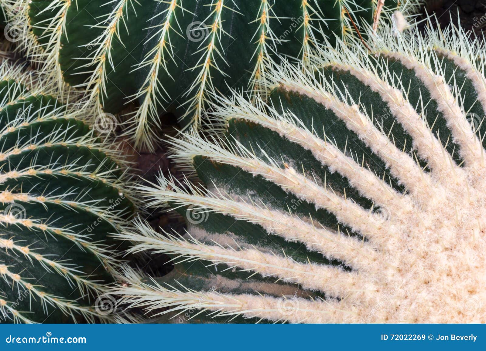 Quarter of Spiny Barrel Cactus Stock Image - Image of ridges, prickle ...