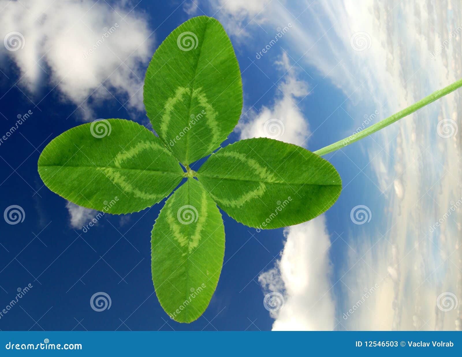 Quarterfoil closeup stock image. Image of blossom, botanical - 12546503