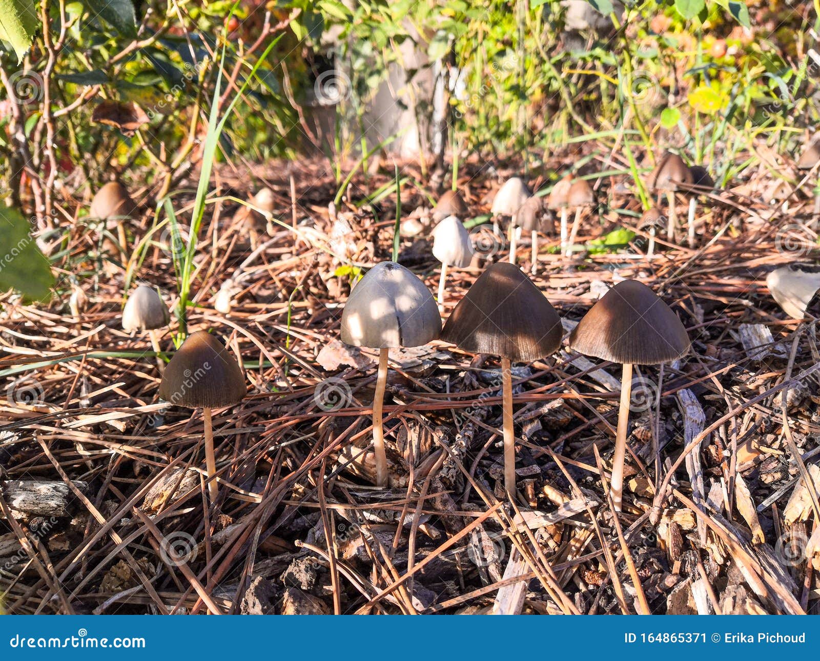 Quartet of Black Ink Coprin, Small Brown Mushroom Stock Image - Image ...