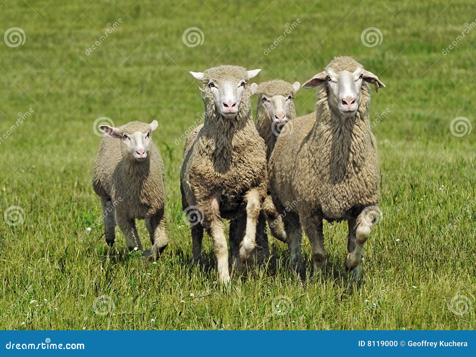 Quarteto De Carneiros Running Foto de Stock - Imagem de campo, grupo ...