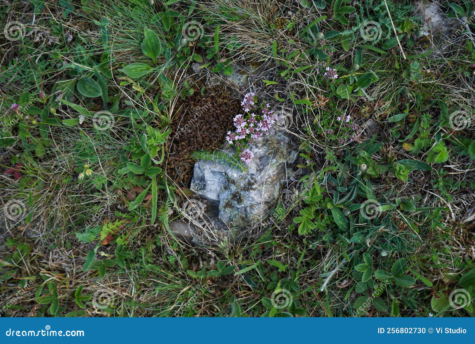 Quartz Stone, in Green Grass, Close-up. Top View Stock Photo - Image of ...