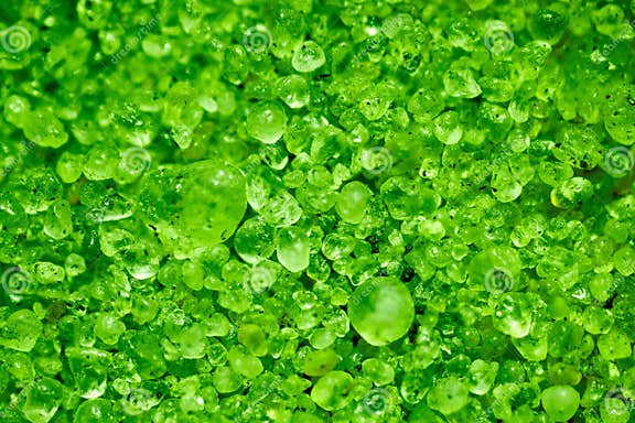 Quartz Under the Microscope Stock Image - Image of mineral, microphoto ...