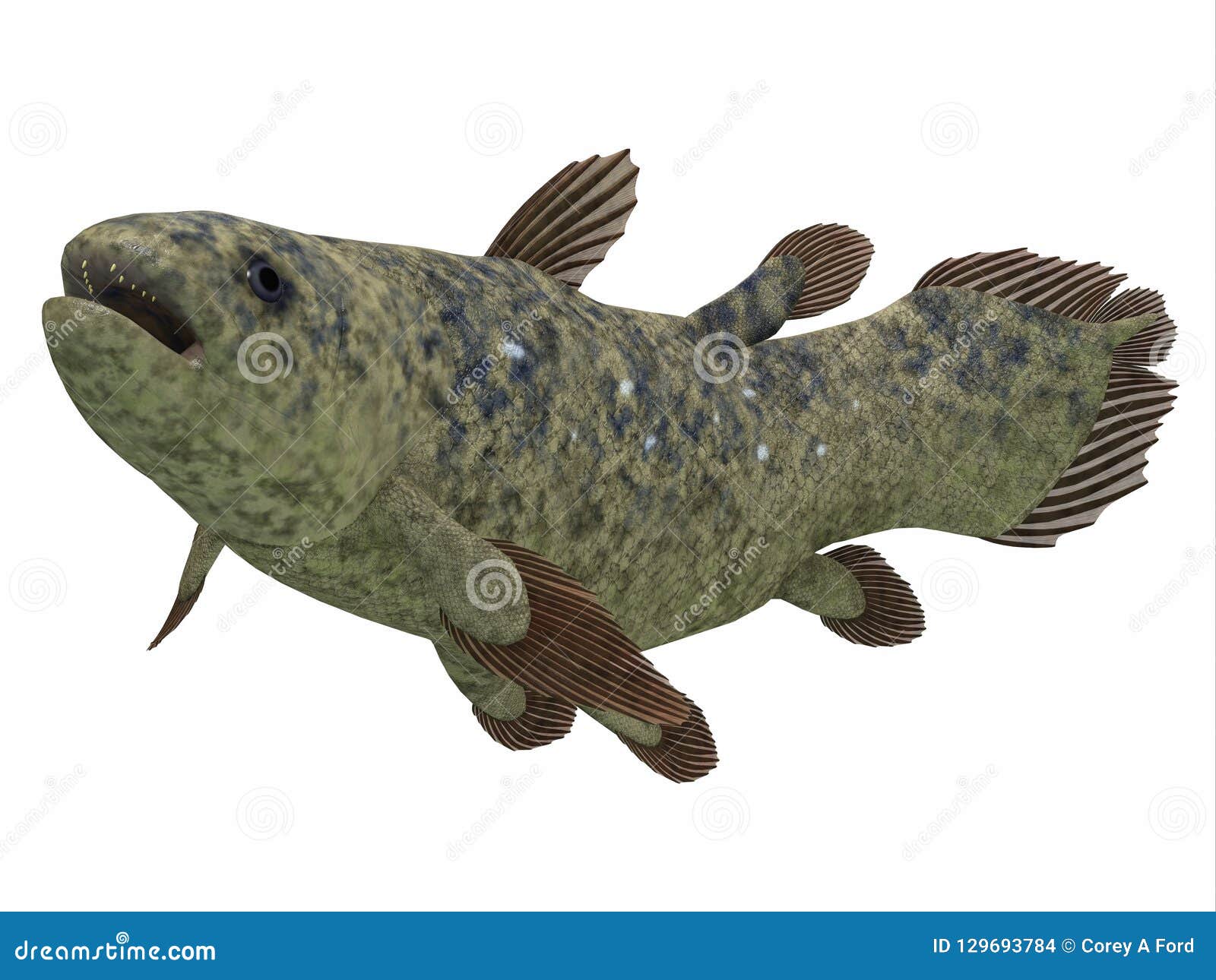 Quastenflosser-Fisch-Seitenprofil Stock Abbildung - Illustration von ...