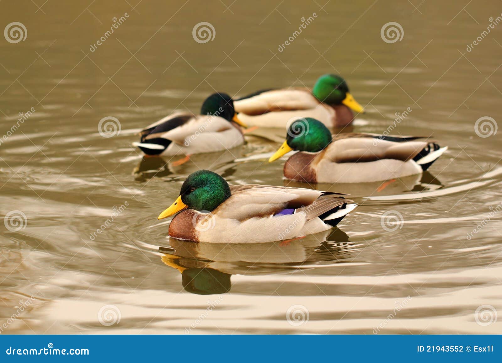 Quatre Canards Sauvages De Colvert Sur Le Lac Photo stock - Image du ...