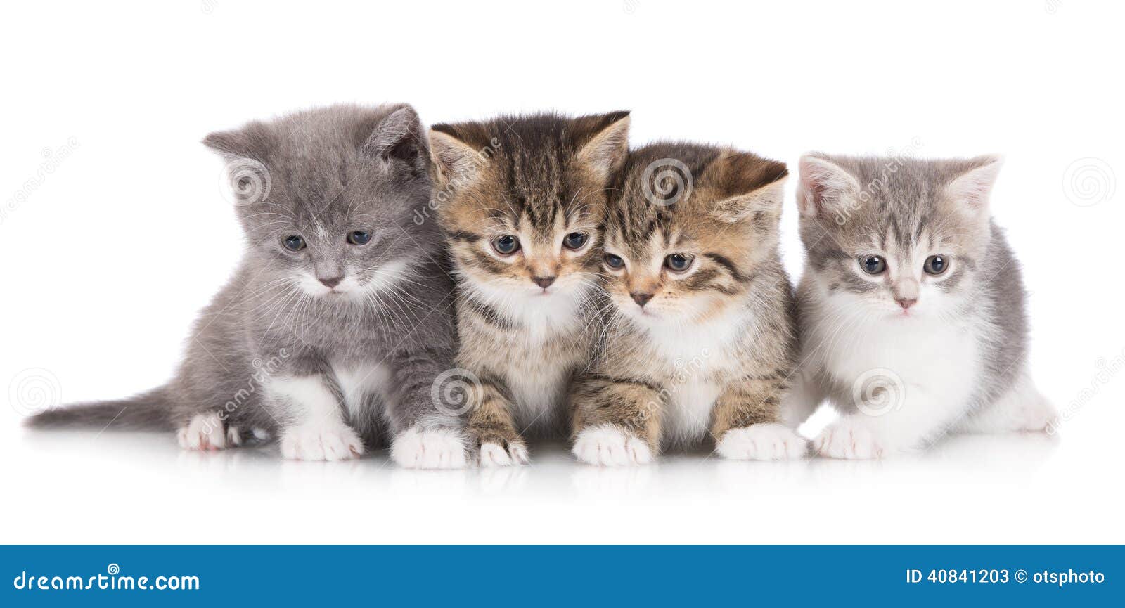 Quatre chatons adorables image stock. Image du fourrure - 40841203