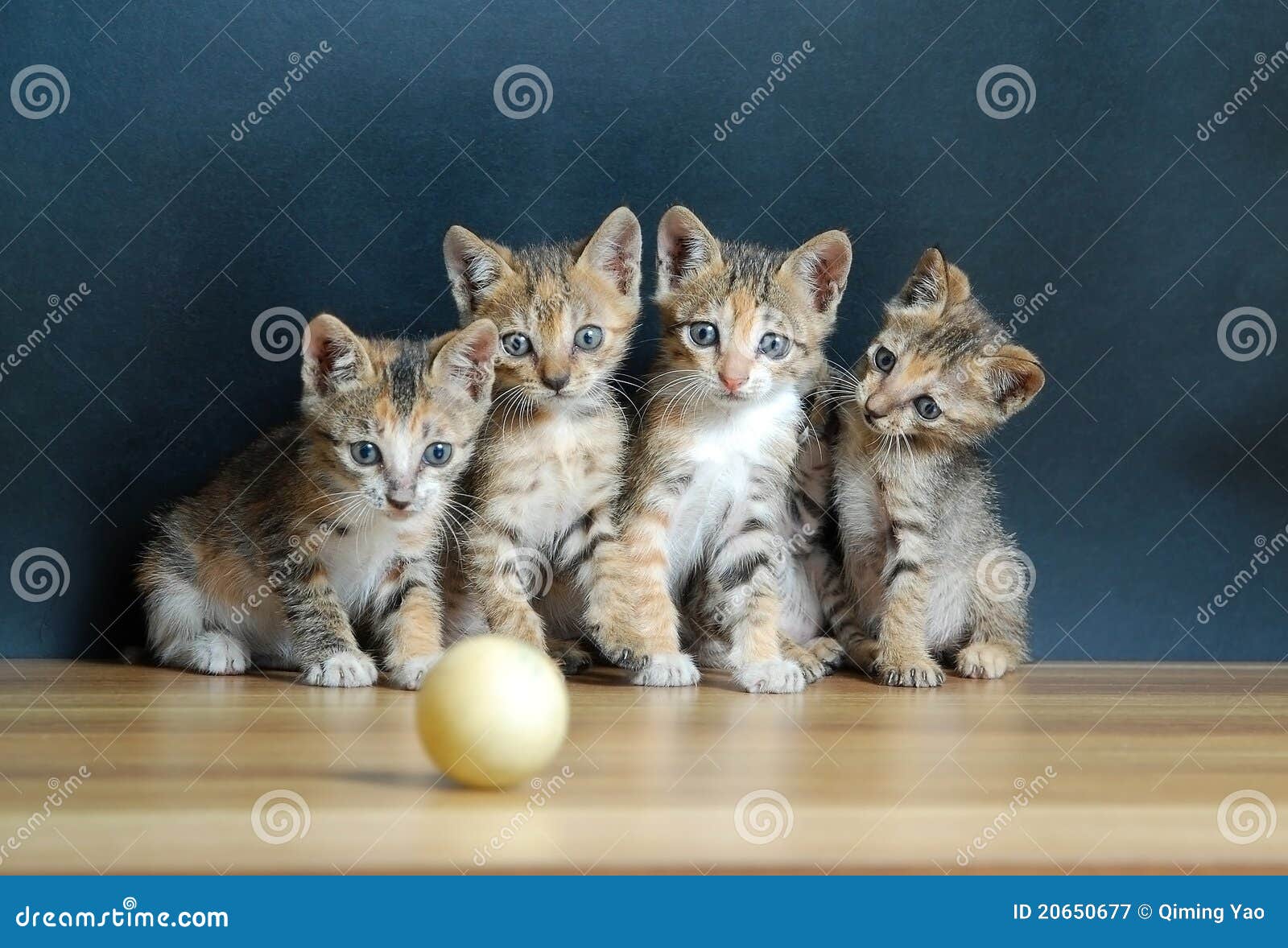 Quatre chats mignons image stock. Image du brouillé, blanc - 20650677