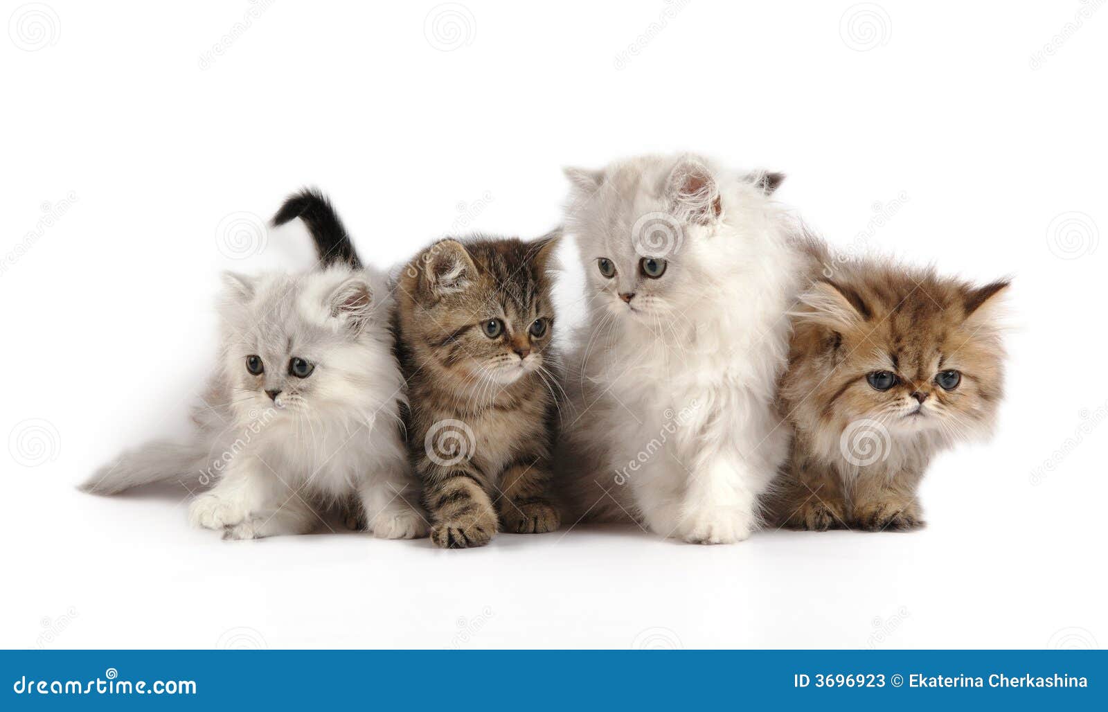 Quatre Petits Chatons Persans Image stock - Image du chaton, ménage ...