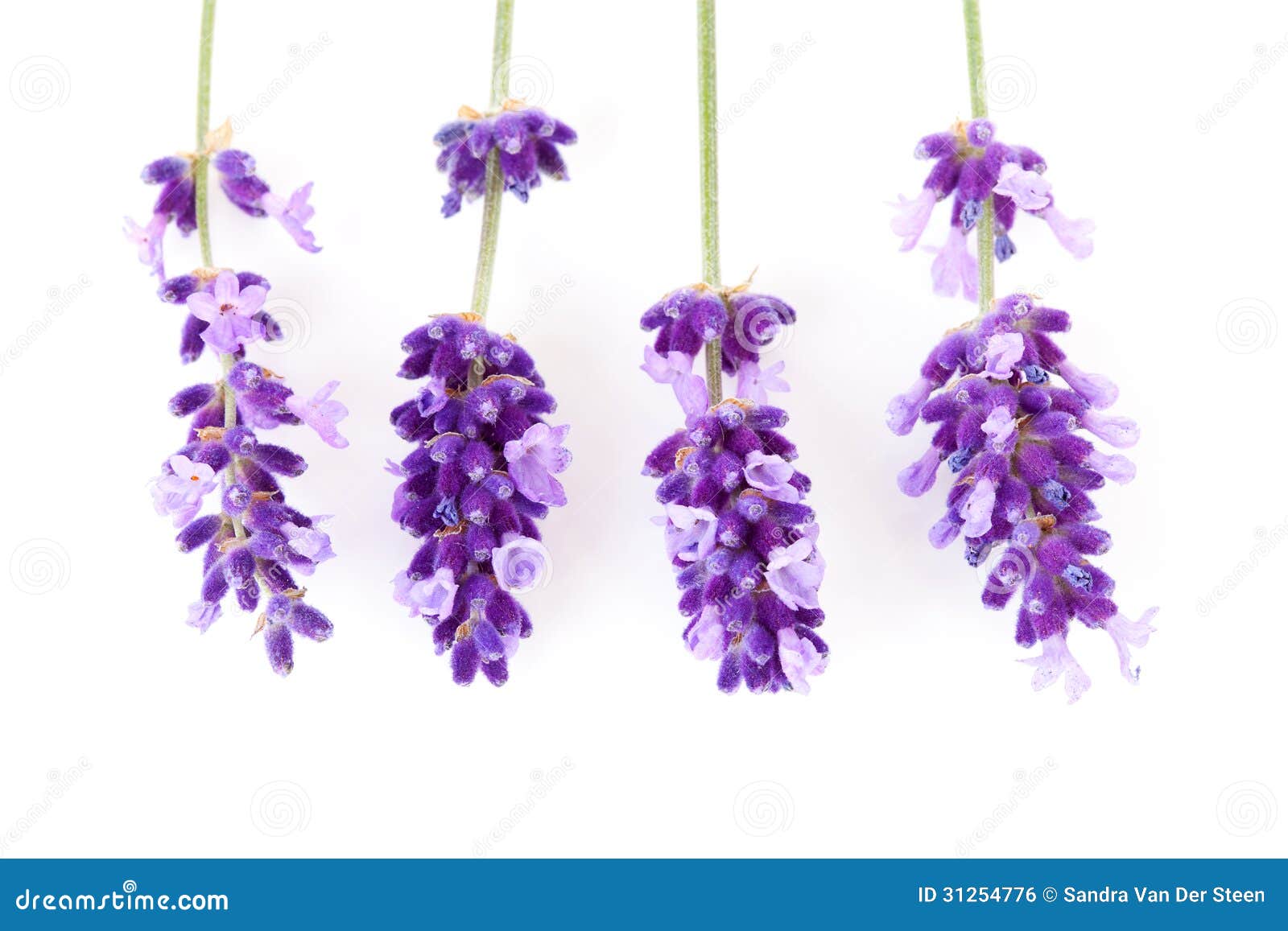 Quattro Ramoscelli Del Fiore Della Lavanda Fotografia Stock - Immagine ...