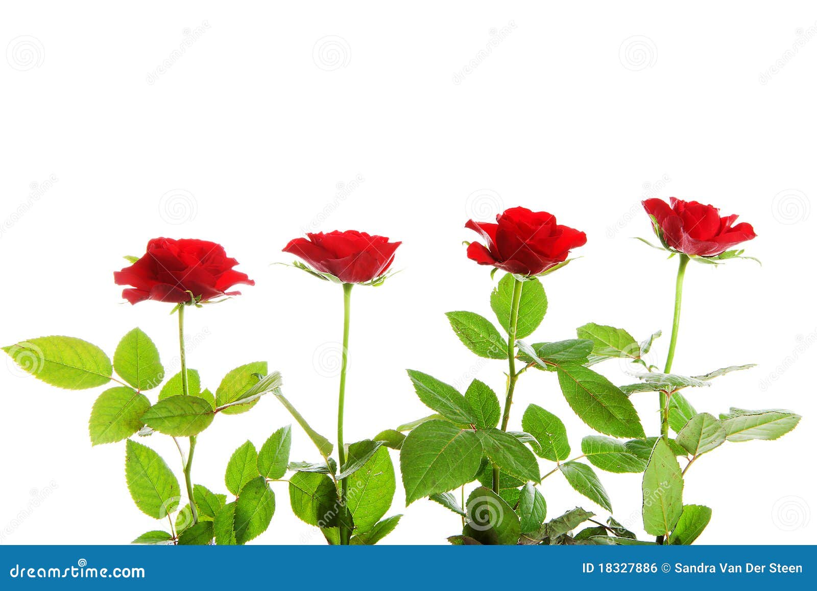 Quattro Rose Rosse in Una Riga Fotografia Stock - Immagine di romantico ...