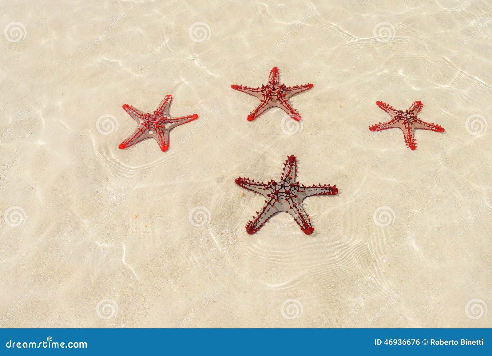 Quattro Stelle Marine Rosse Fotografia Stock - Immagine di sabbioso ...