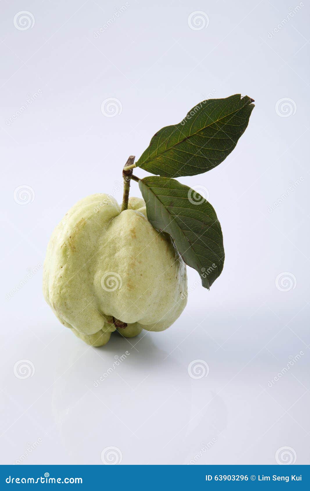 Quava stock foto. Image of exotisch, studio, achtergrond - 63903296