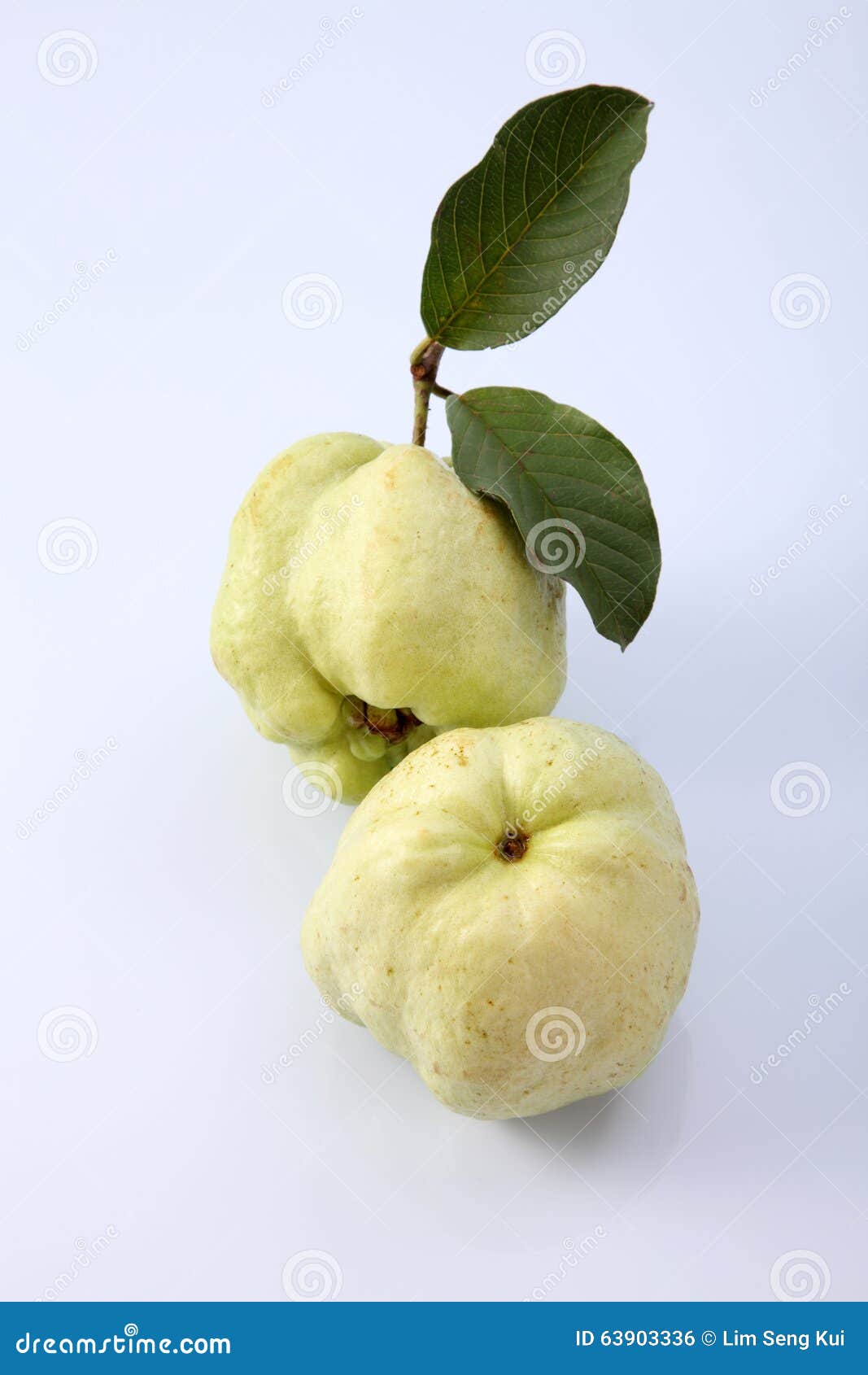 Quava stock foto. Image of tropisch, exotisch, sappig - 63903336