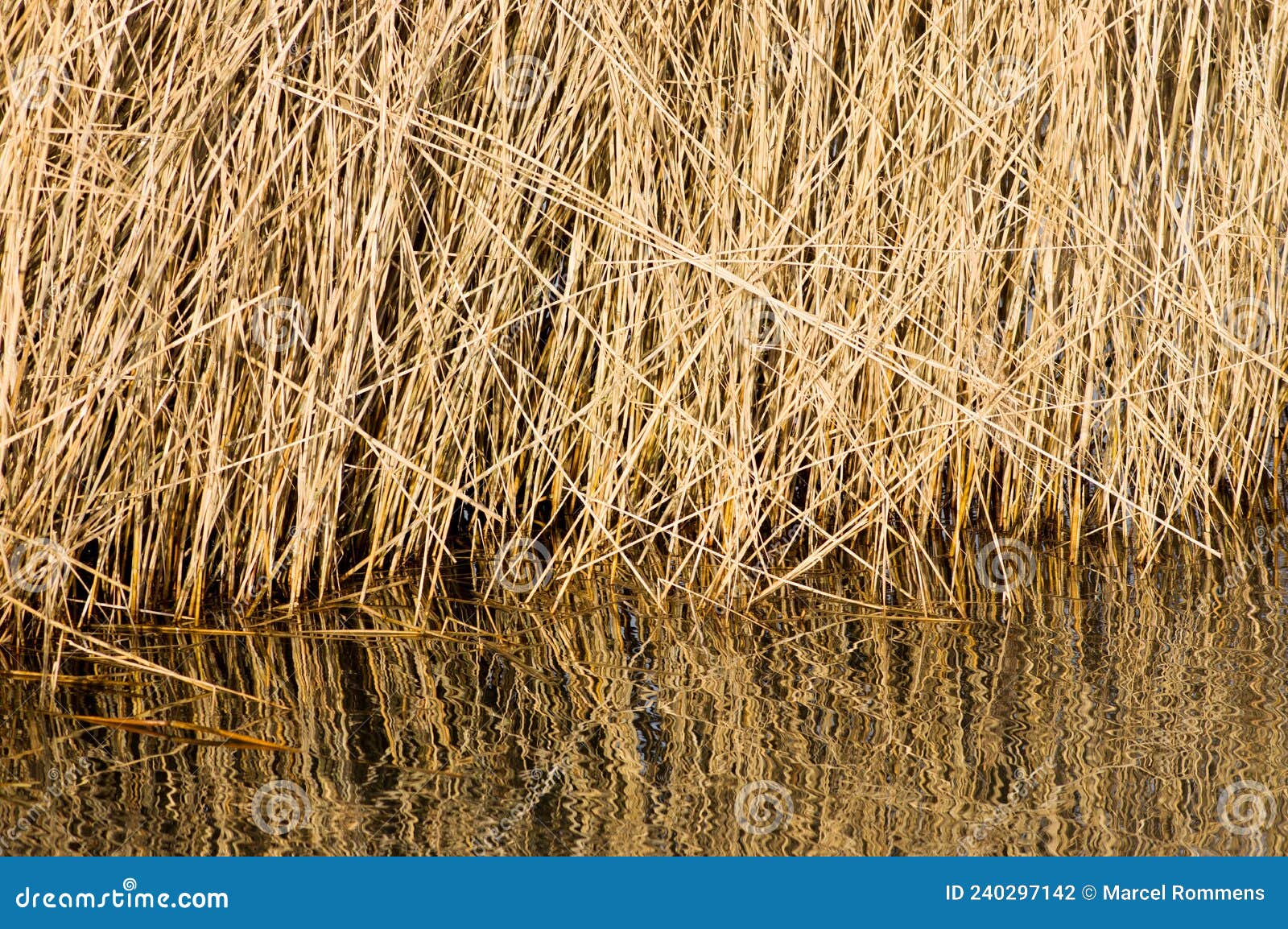 Quay of reed in a pond stock photo. Image of natural - 240297142