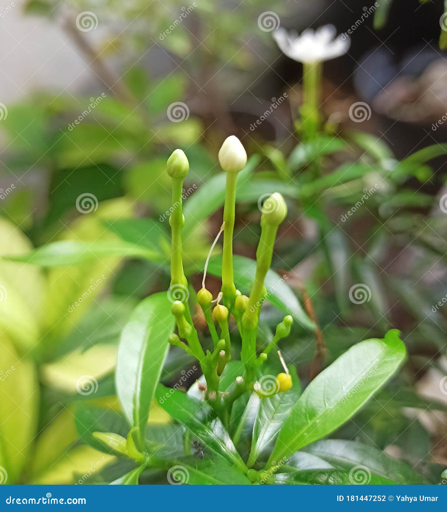 Que son brotes de flores foto de archivo. Imagen de brotes - 181447252