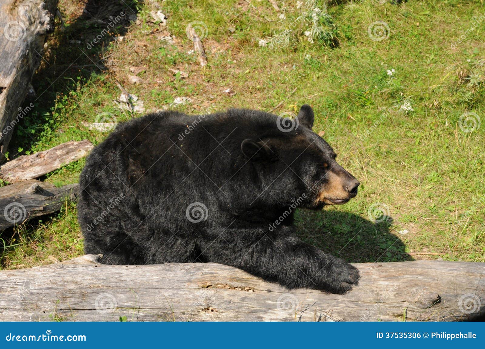 Quebec, Bear in the Saint Felicien Zoo Stock Photo - Image of animal ...