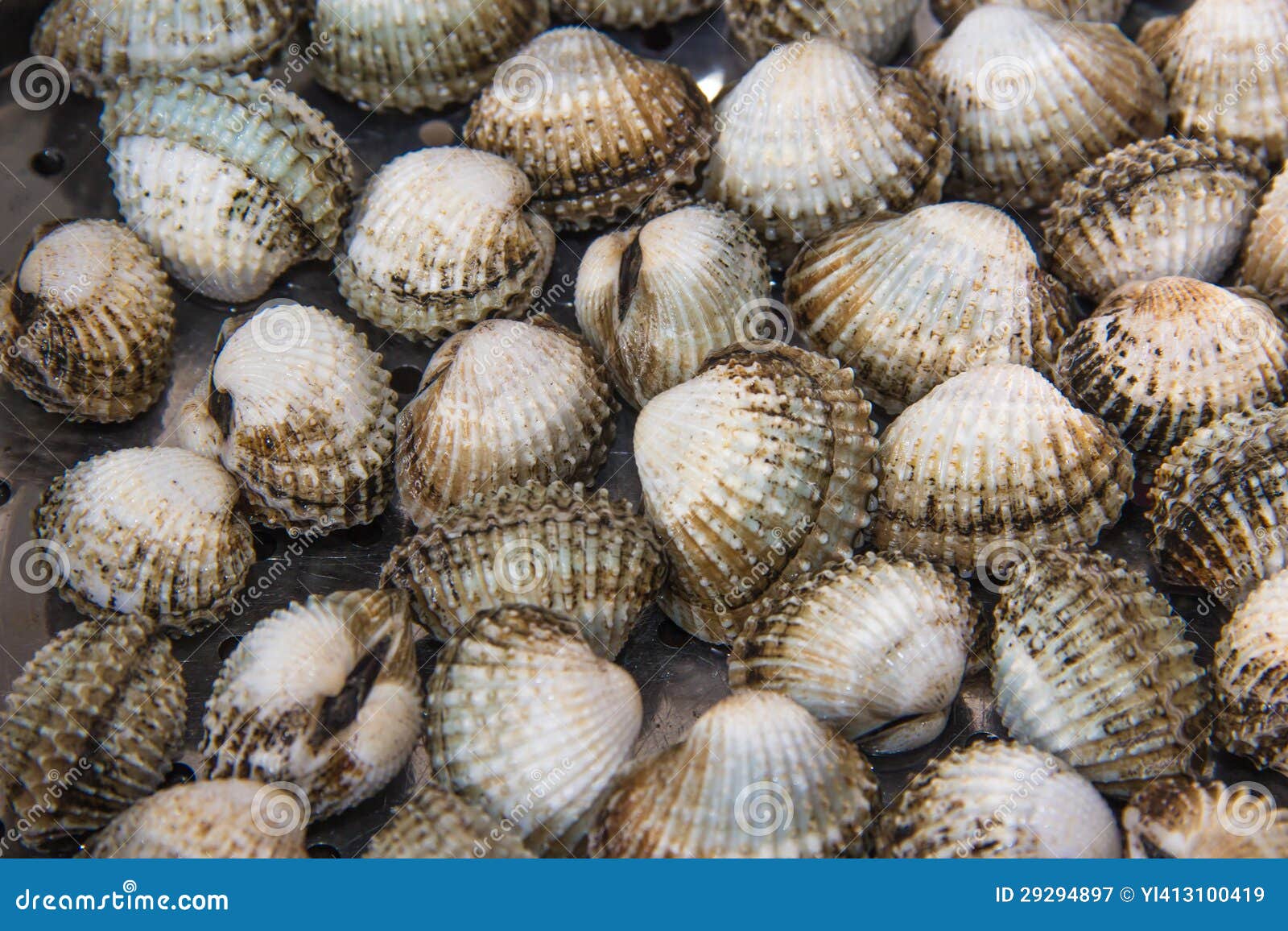 Quebec cockles stock image. Image of healthcare, texture - 29294897