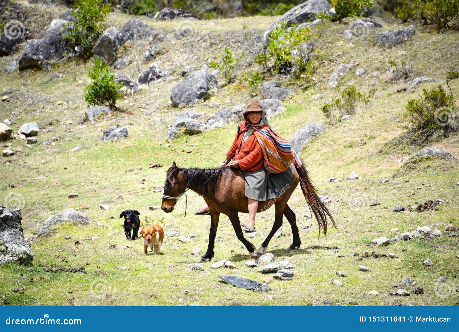 A Quechua Lady Rides Her Mule on the Inca Trail, Cusco, Peru Editorial ...