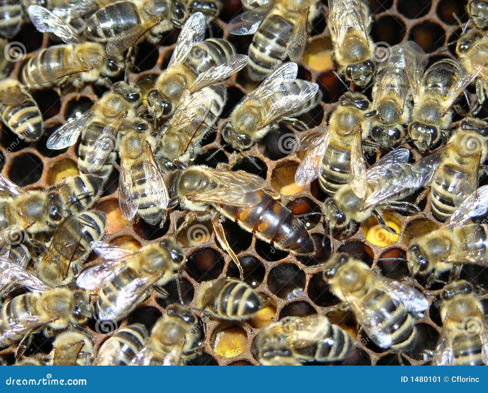 Queen stock image. Image of hive, community, crowd, animal - 1480101