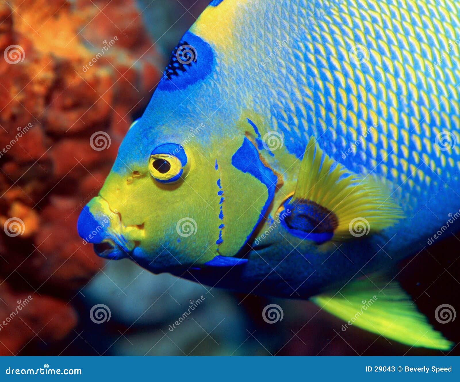 The Queen stock image. Image of fish, angelfish, life, marine - 29043