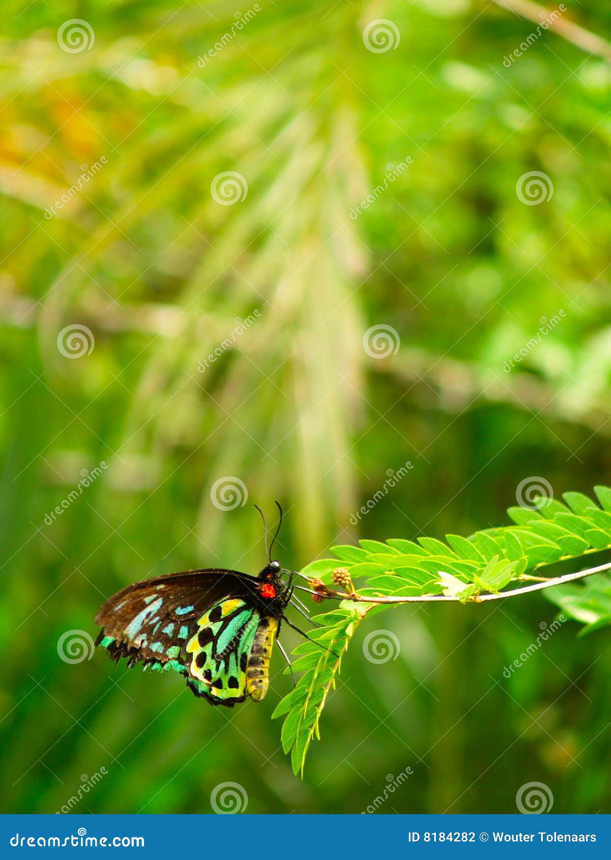 Queen Alexandra s Birdwing stock photo. Image of queensland - 8184282