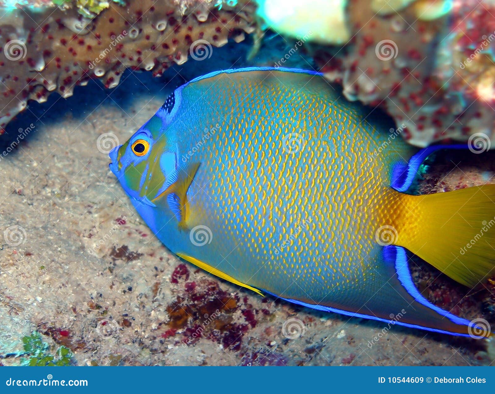 Angel Fish Or Royal Angelfish (Pygoplites Diacanthus) At The Red Sea ...