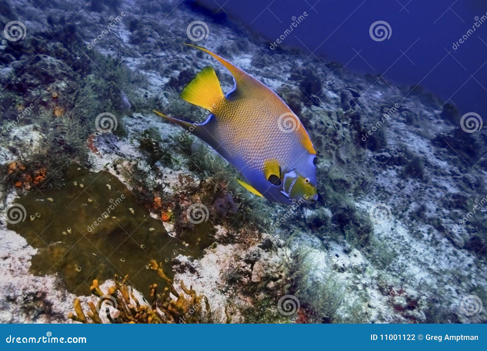 Queen Angel Fish stock photo. Image of ocean, beauty - 11001122