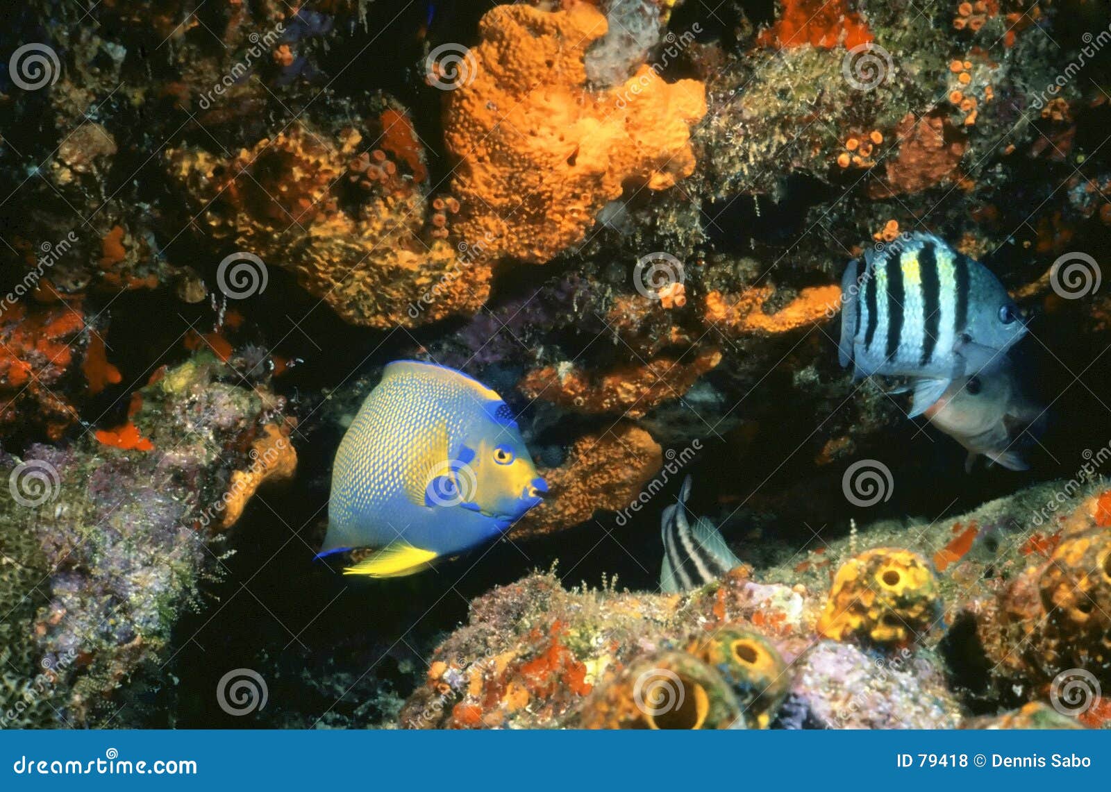 Queen Angel reef stock photo. Image of scuba, aquatic, reef - 79418