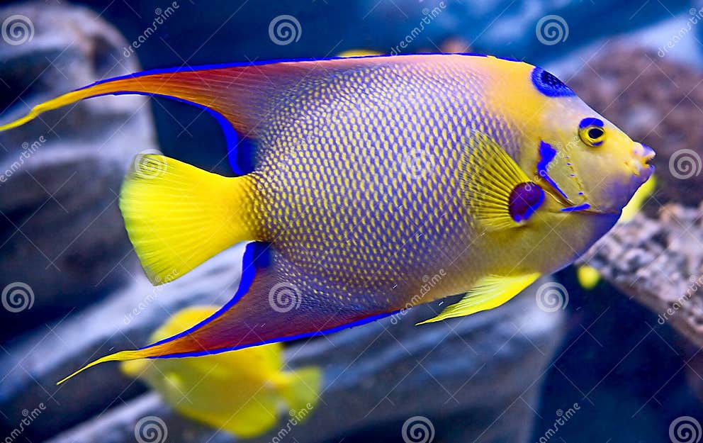 Queen angelfish 1 stock image. Image of tropical, water - 5394829