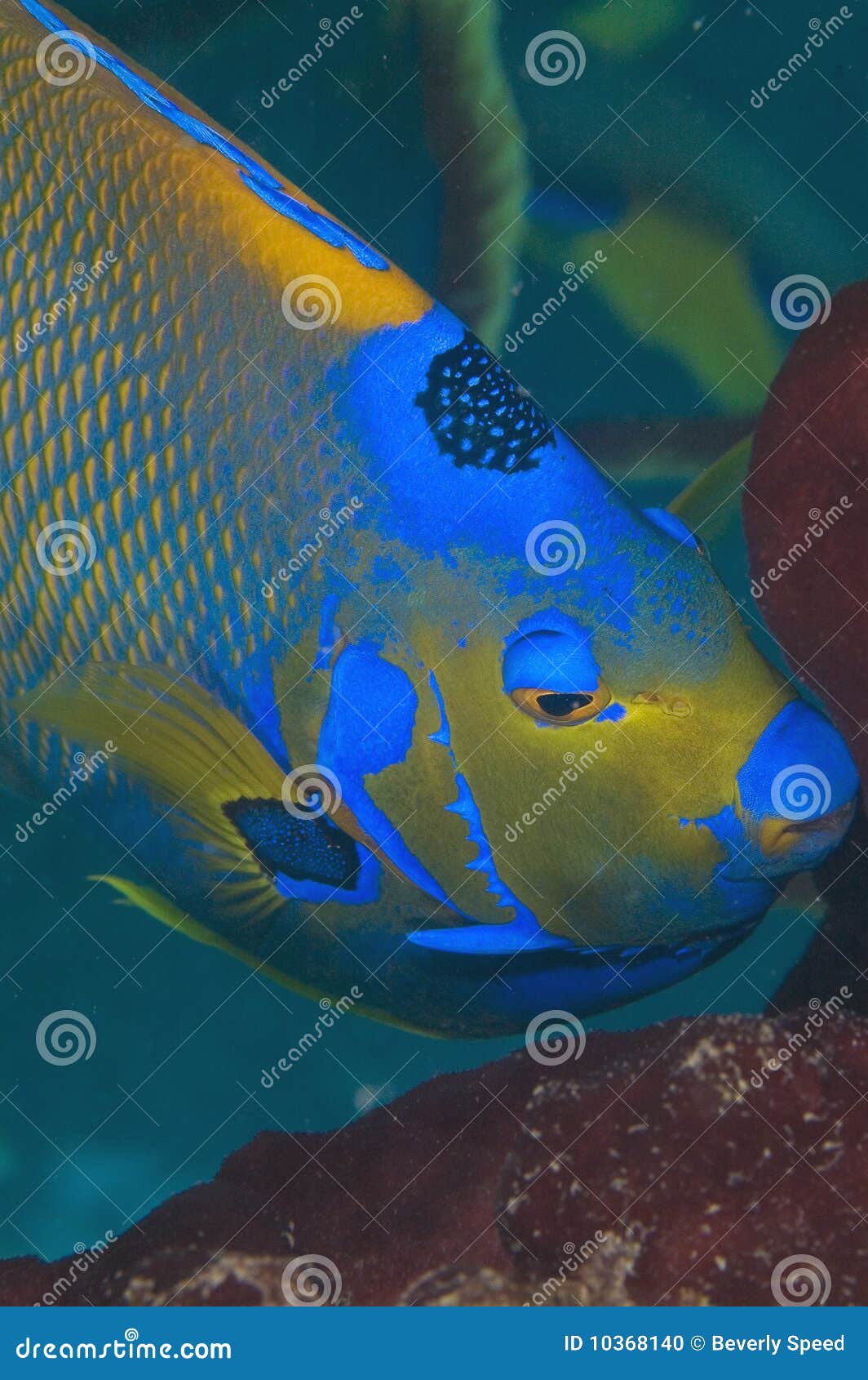 Queen Angelfish stock photo. Image of honduras, life - 10368140