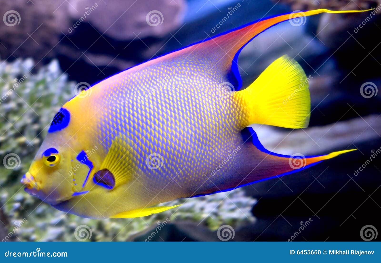 Queen angelfish 2 stock photo. Image of scales, aquarium - 6455660