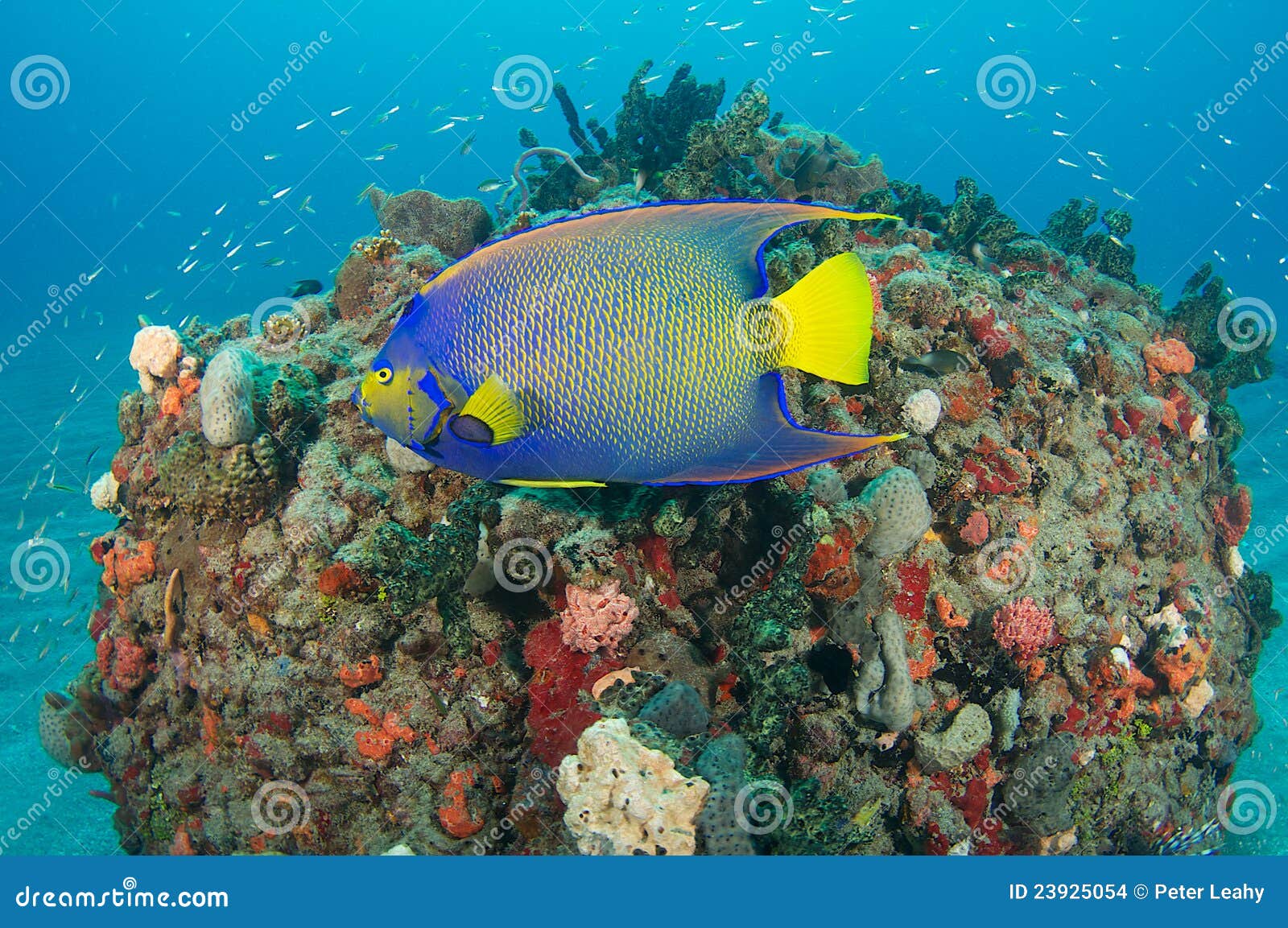 Queen Angelfish stock photo. Image of ichthyology, swim - 23925054