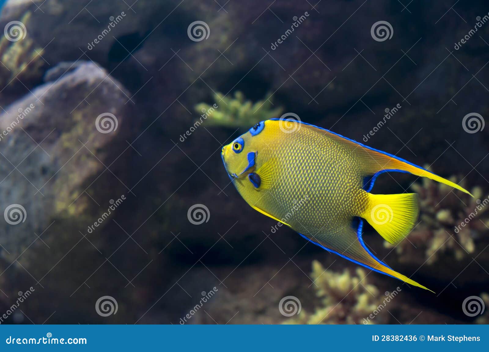 Queen Angelfish stock photo. Image of reef, coral, marine - 28382436