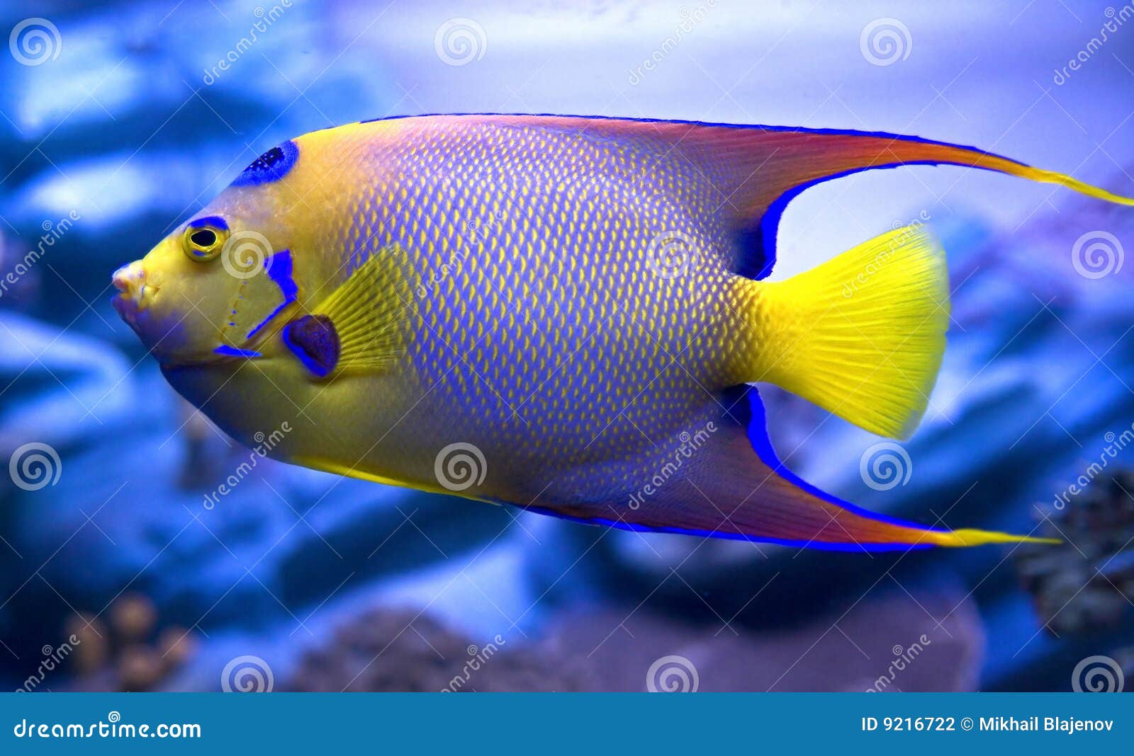 Queen angelfish 3 stock photo. Image of creature, peaceful - 9216722