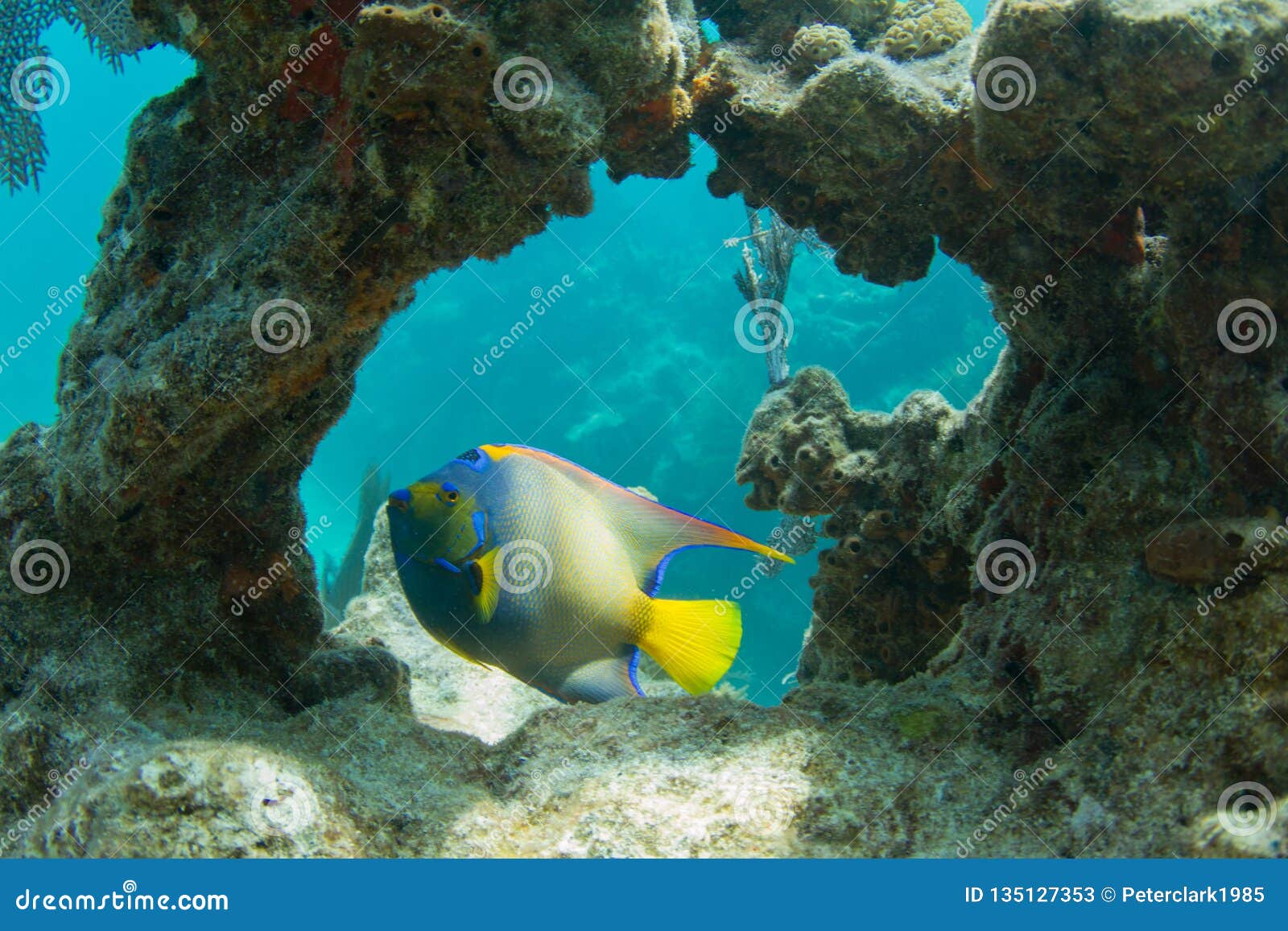 Coral Arch Stock Image | CartoonDealer.com #17265169