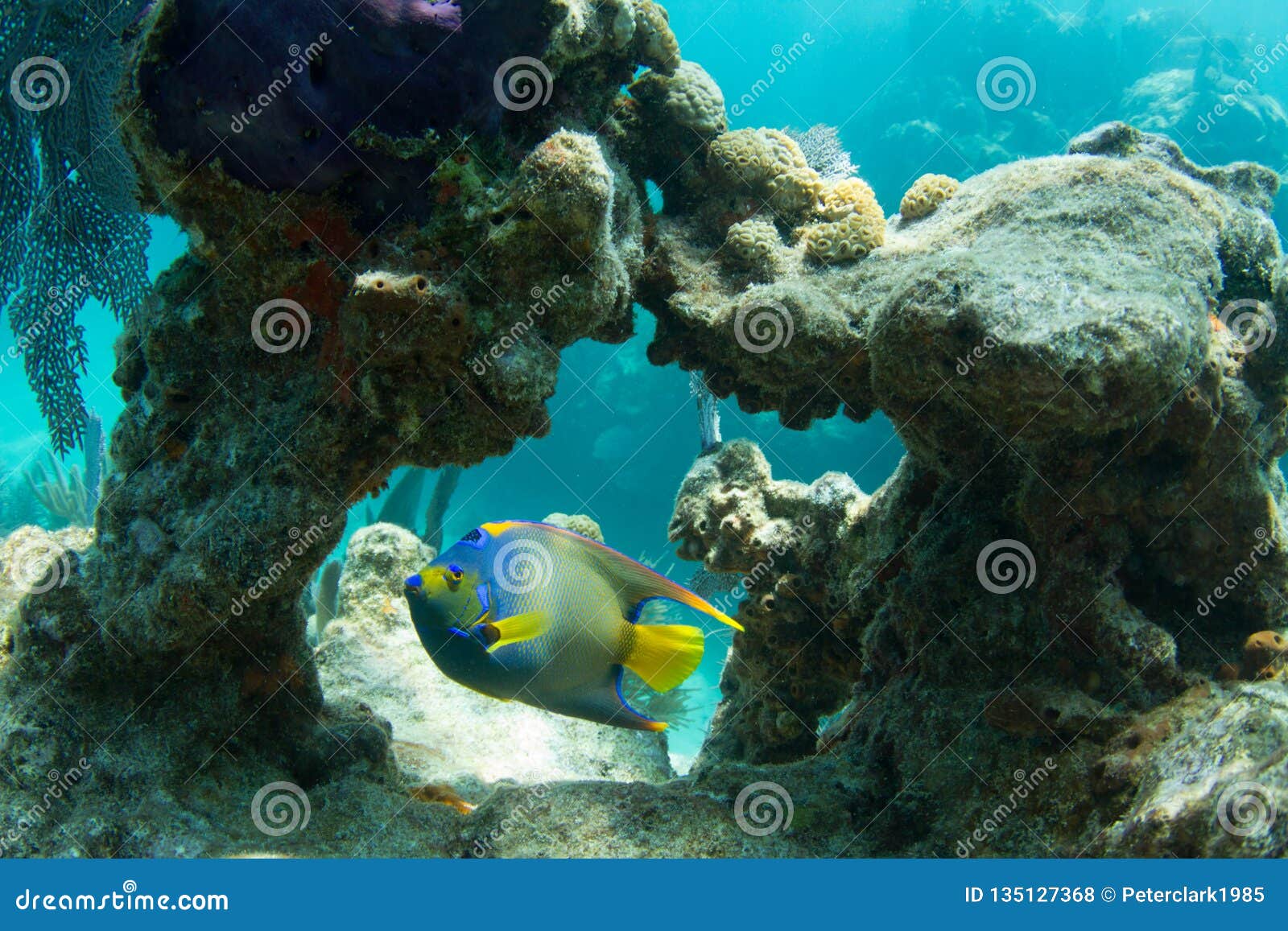 Queen Angelfish through Coral Arch Stock Photo - Image of nature, color ...