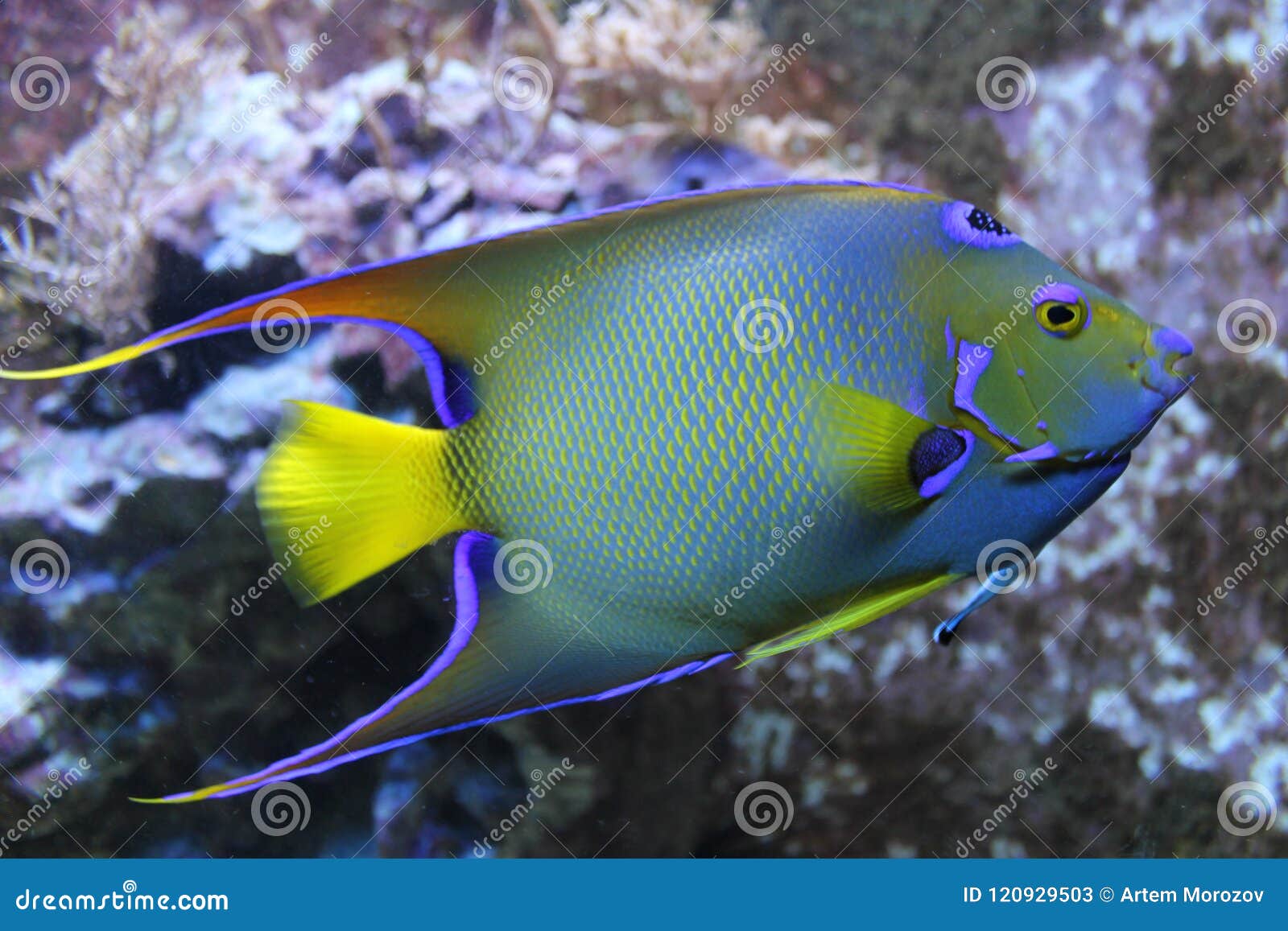 Queen angelfish stock image. Image of queen, fish, aquarium - 120929503
