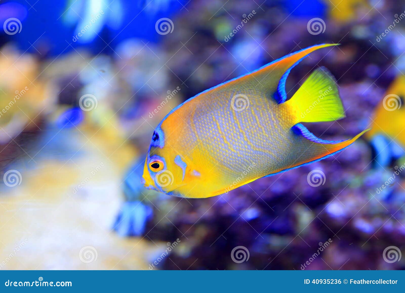 Queen angelfish stock photo. Image of juvenile, saltwater - 40935236